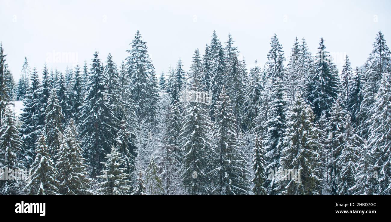 Winter with covered frost trees in the snowdrifts. Magical winter ...