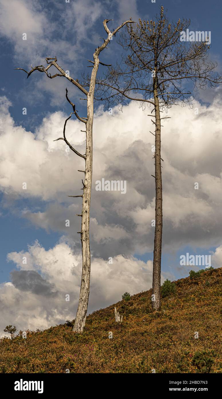 A vertical shot of two Dead Trees Skeleton on a sliding green hill ...