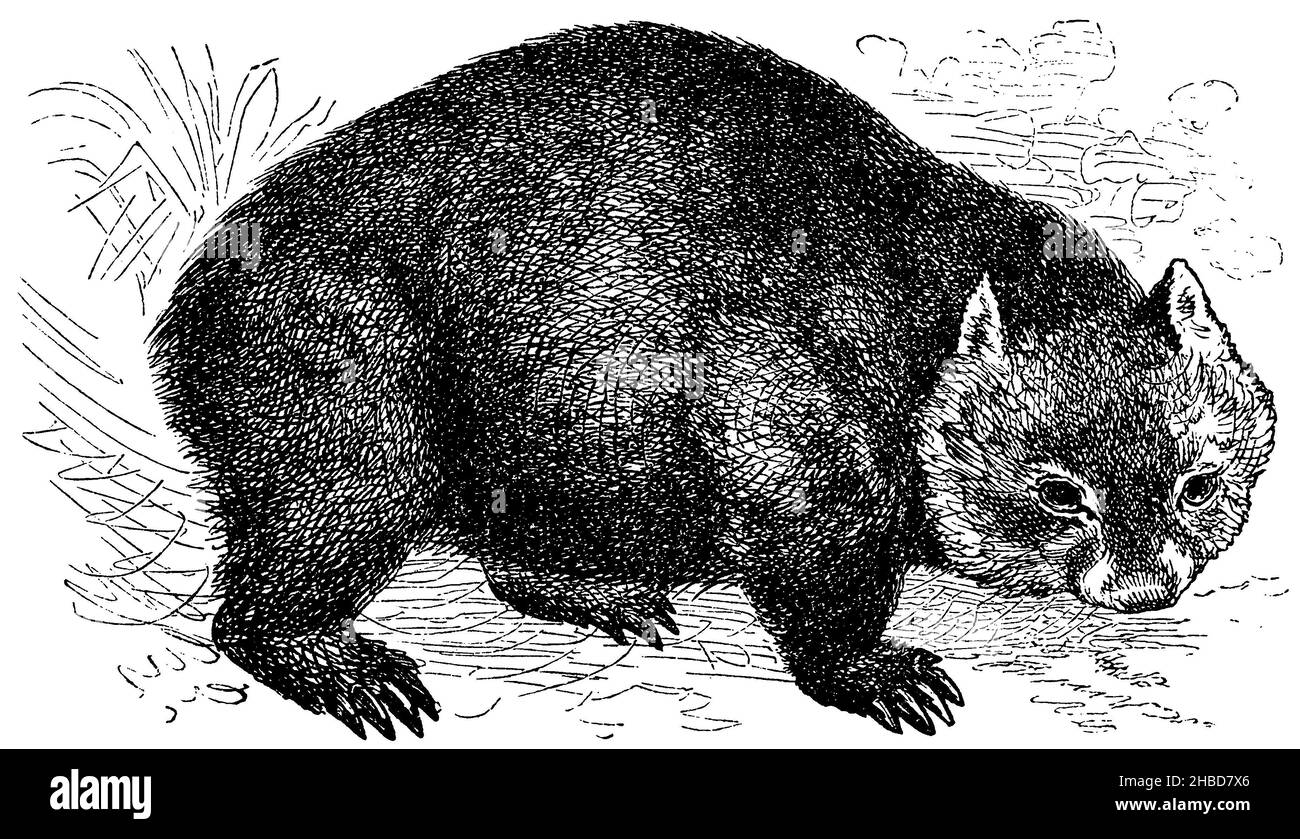 Wombat, , anonym (zoology book, 1882), Wombat, Wombat Stock Photo - Alamy