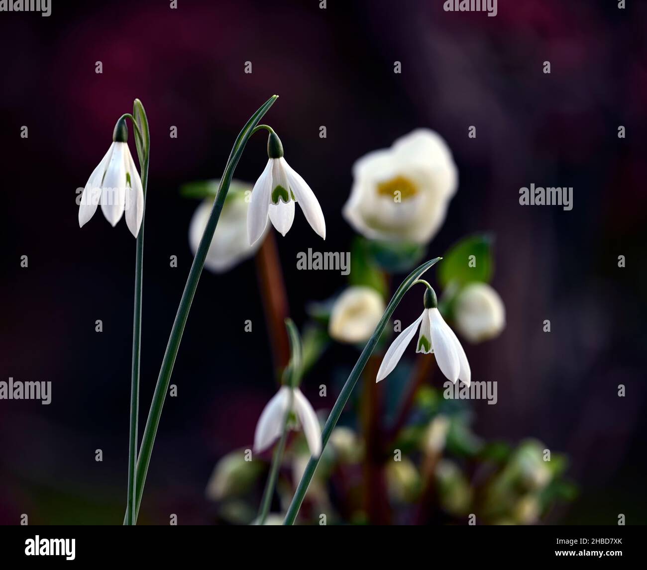 Galanthus reginae-olgae subsp vernalis Alex Duguid,autumn,early ...