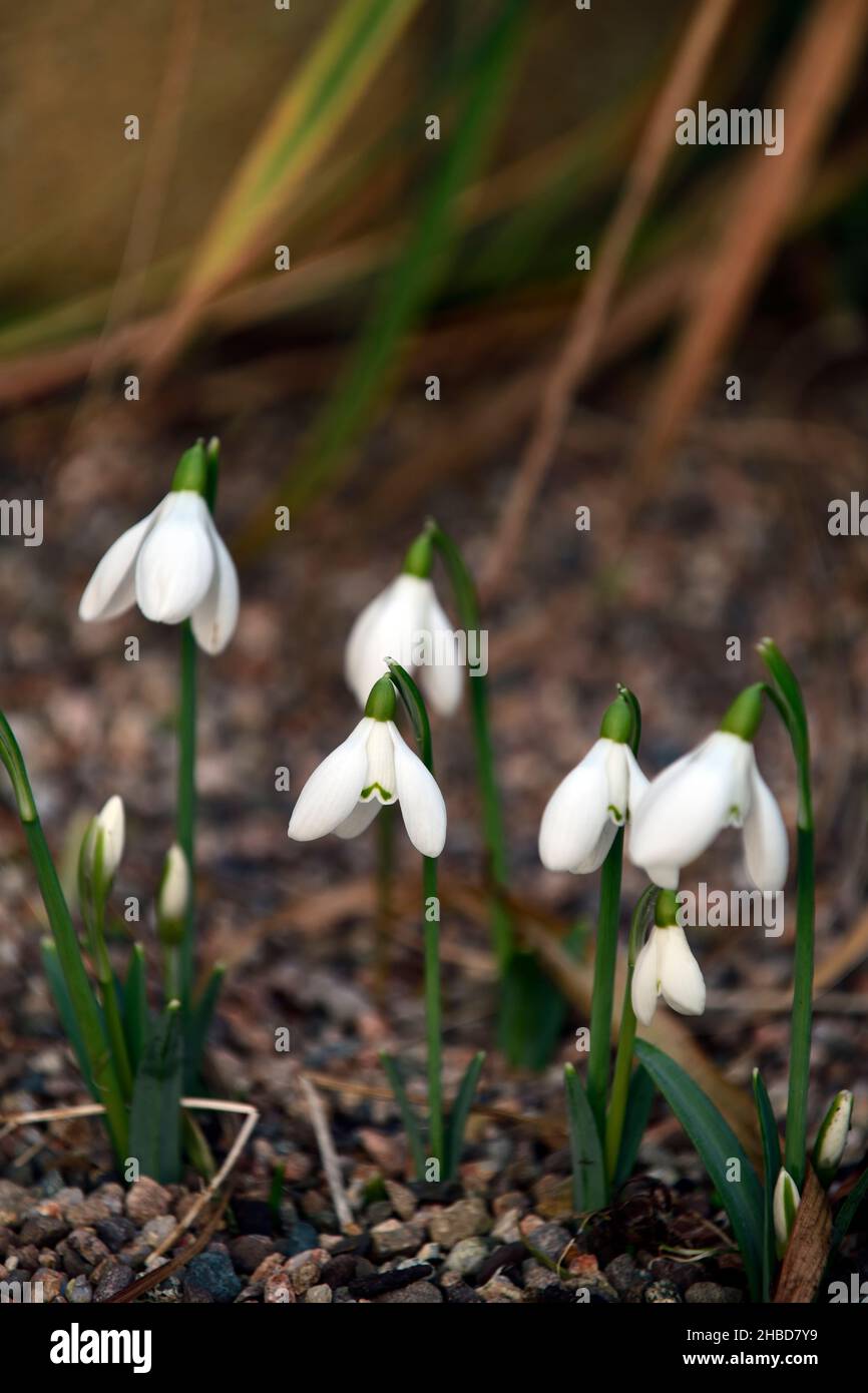 Galanthus Castlegar,irish snowdrop,irish snowdrops,white flowers,flower ...