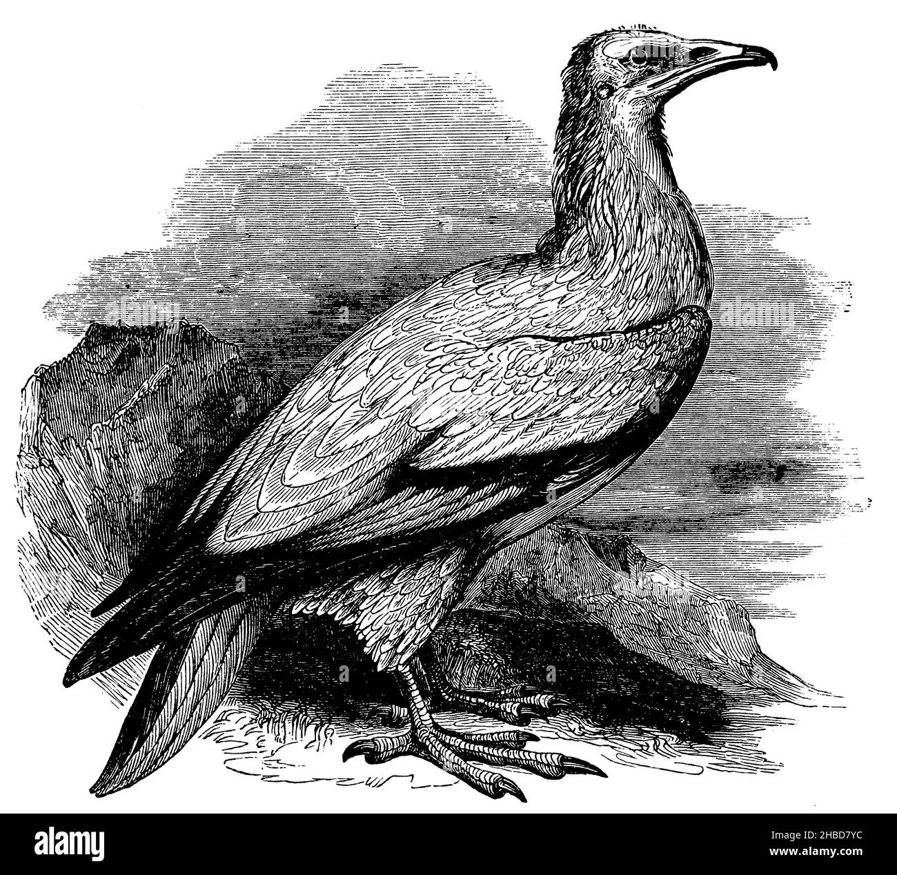 Geier illustration Black and White Stock Photos & Images - Alamy