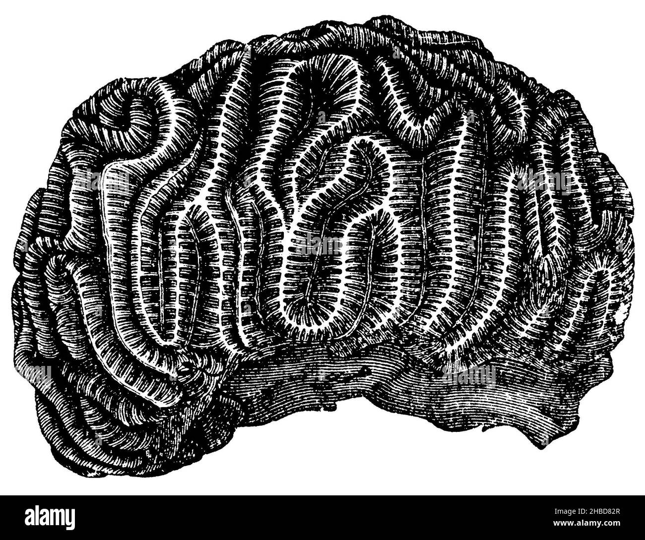 Meandrine or coiled coral, , anonym (evolution history book, 1890 ...