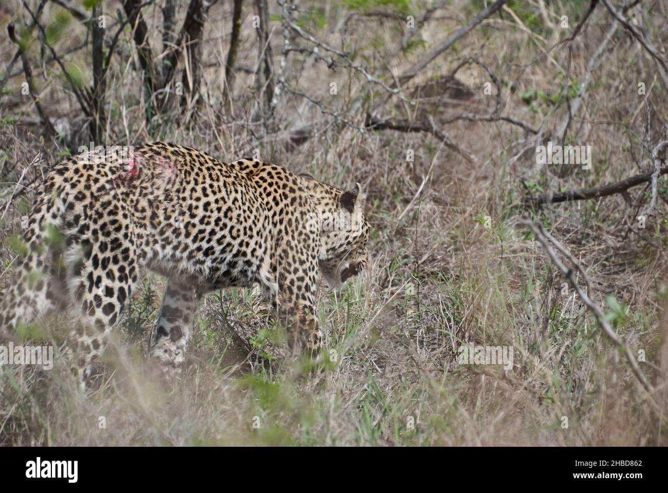 heaviliy wounded female leopard, Panthera pardus, stalking injured ...