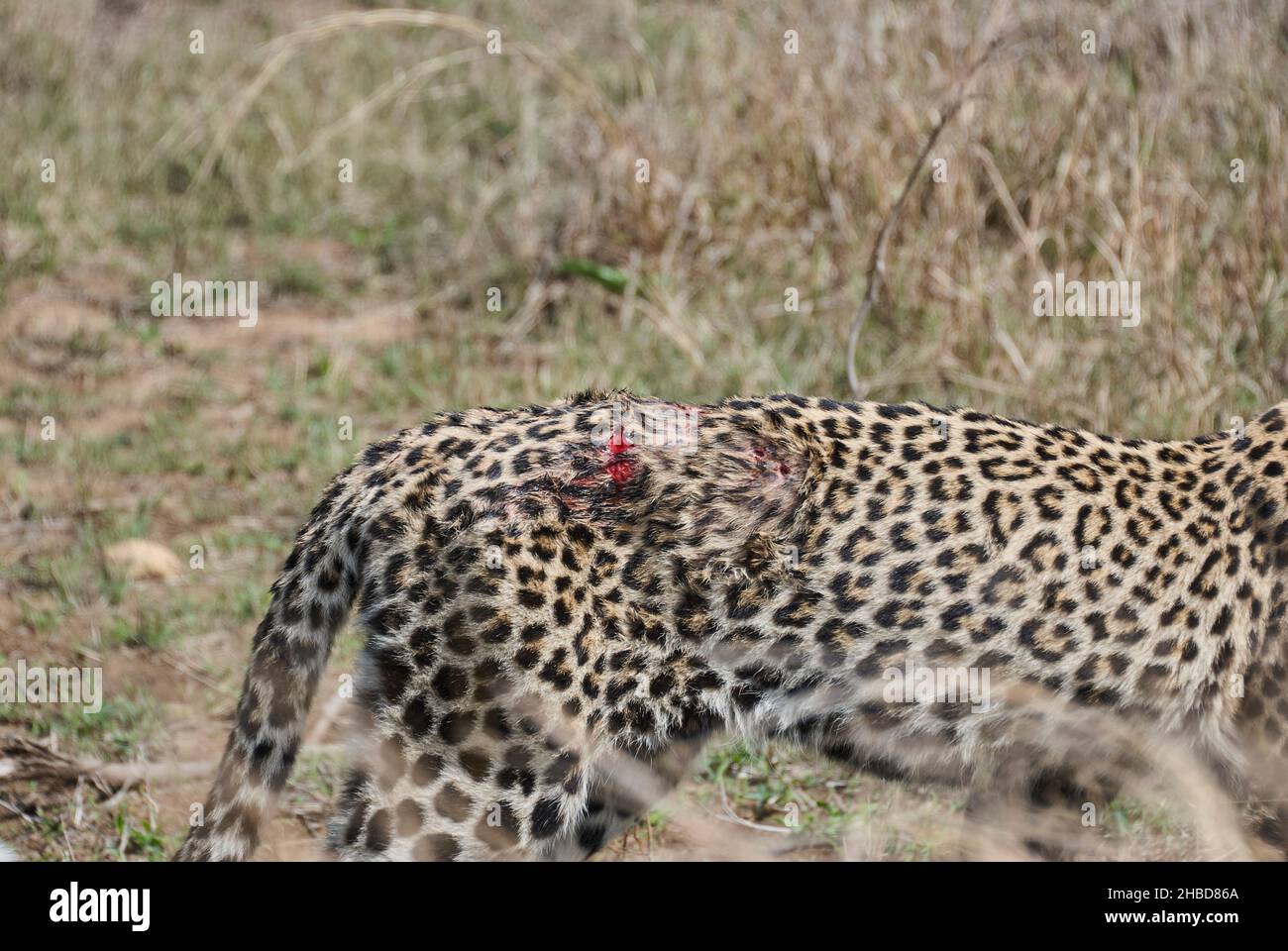 heaviliy wounded female leopard, Panthera pardus, stalking injured ...