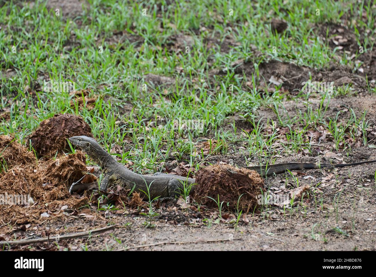 Monitor lizard, a large lizards in the genus Varanus, crawling through ...