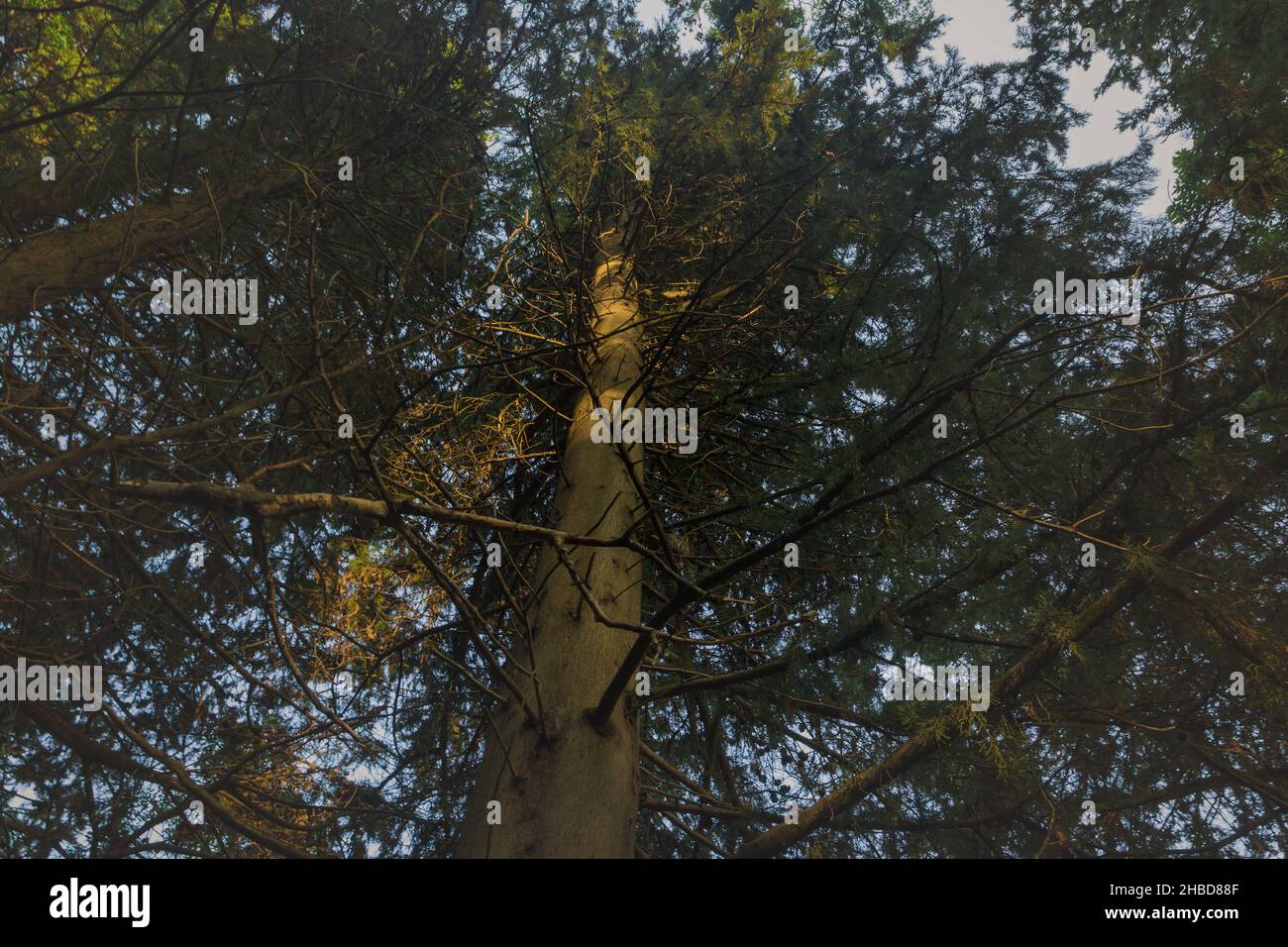 An upward view of old pine trees in the mountains of the northern ...