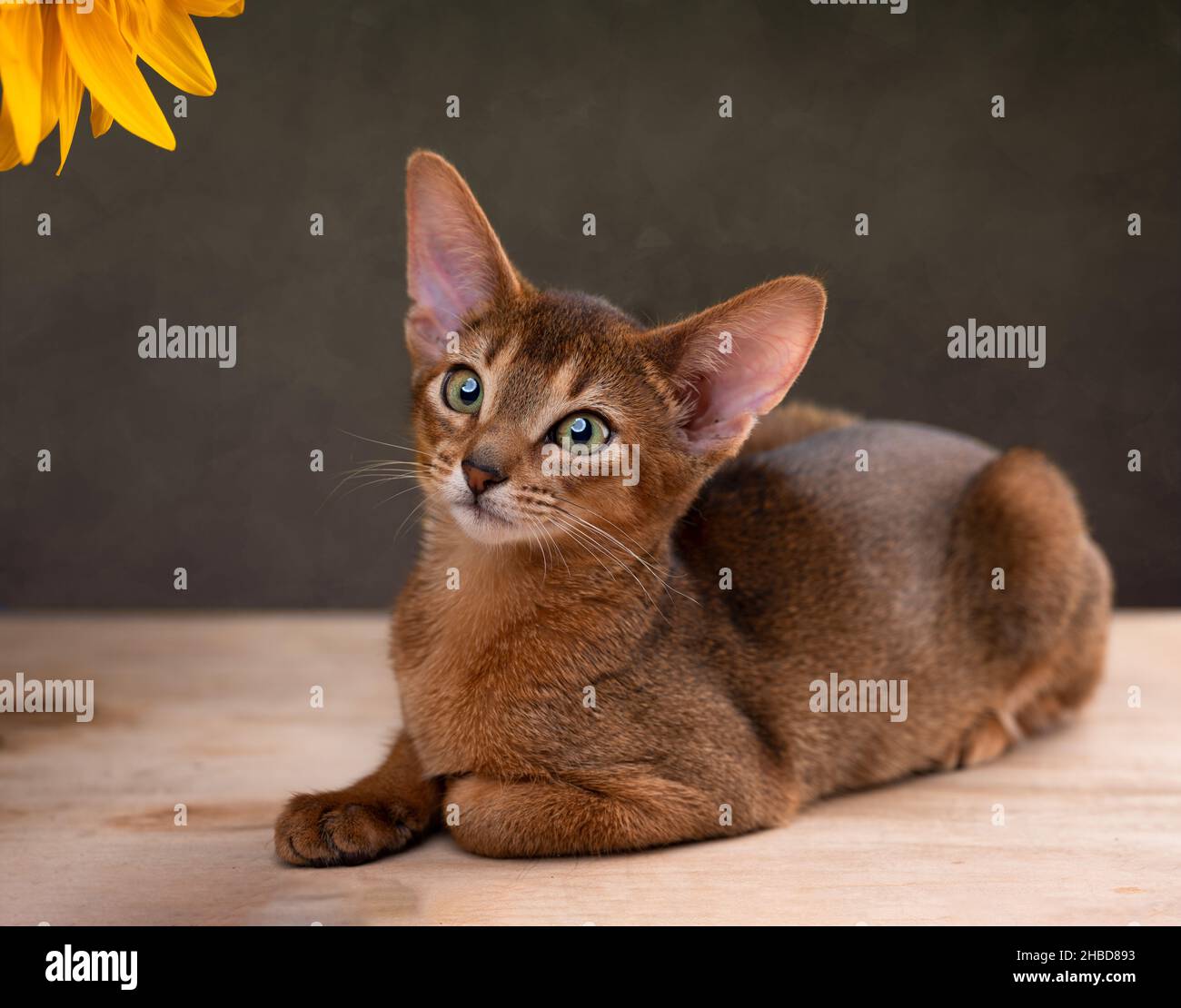 A playful young Abyssinian cat in a studio setting, showcasing its ...