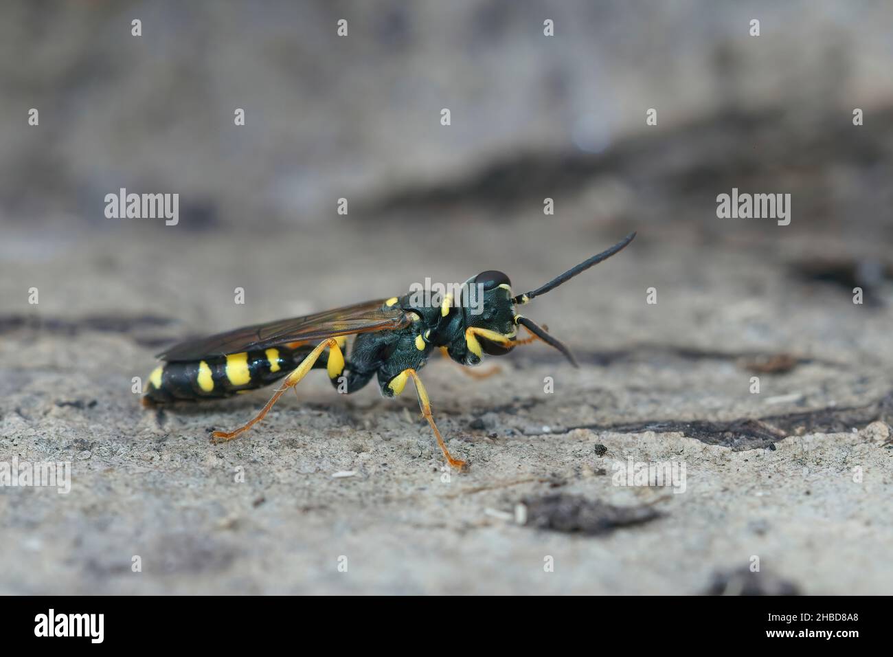 Closeup on a fly predator, the black and yellow colored field digger ...