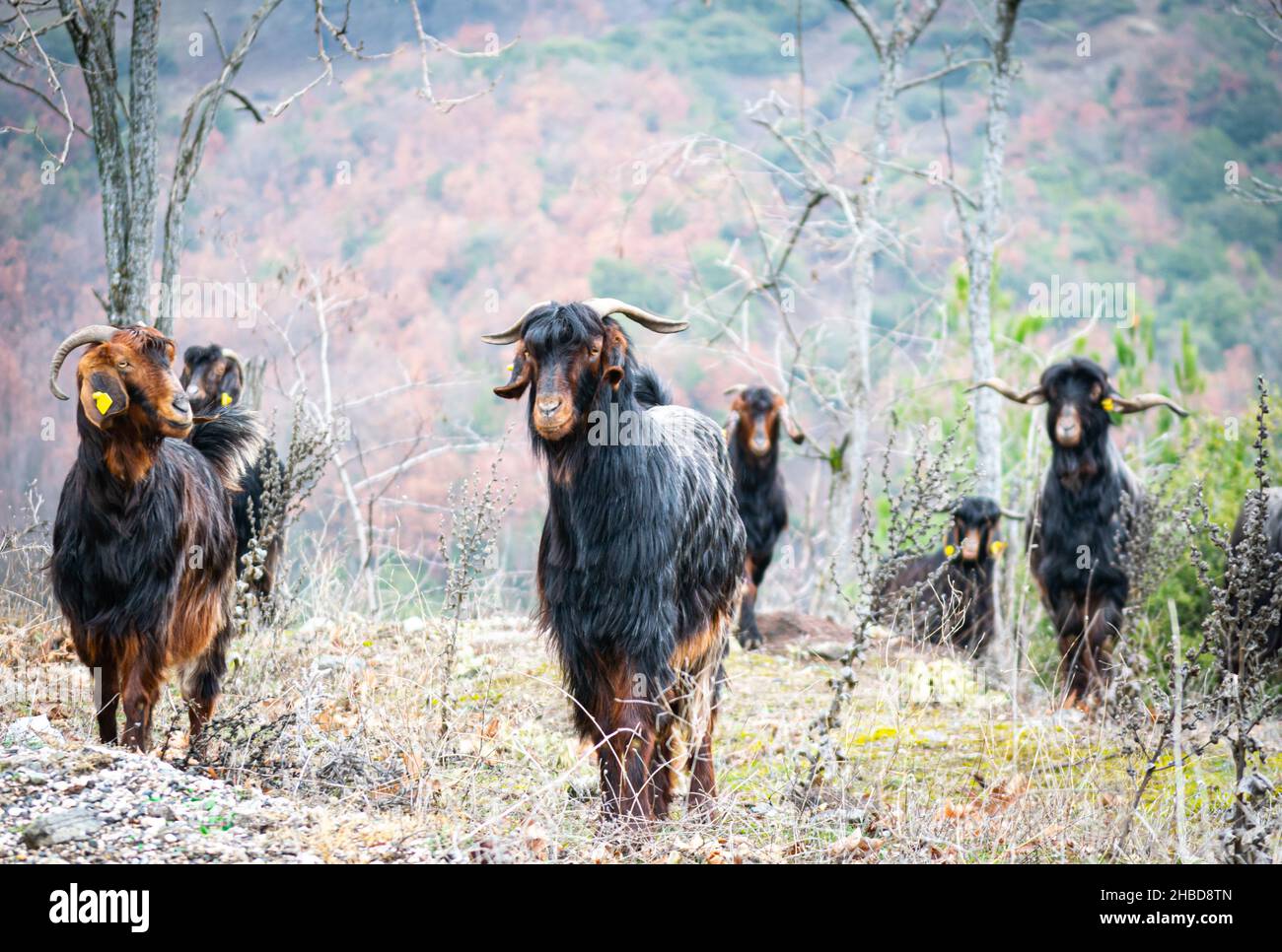 Many beautiful brown black colorful goats from front side with horns ...