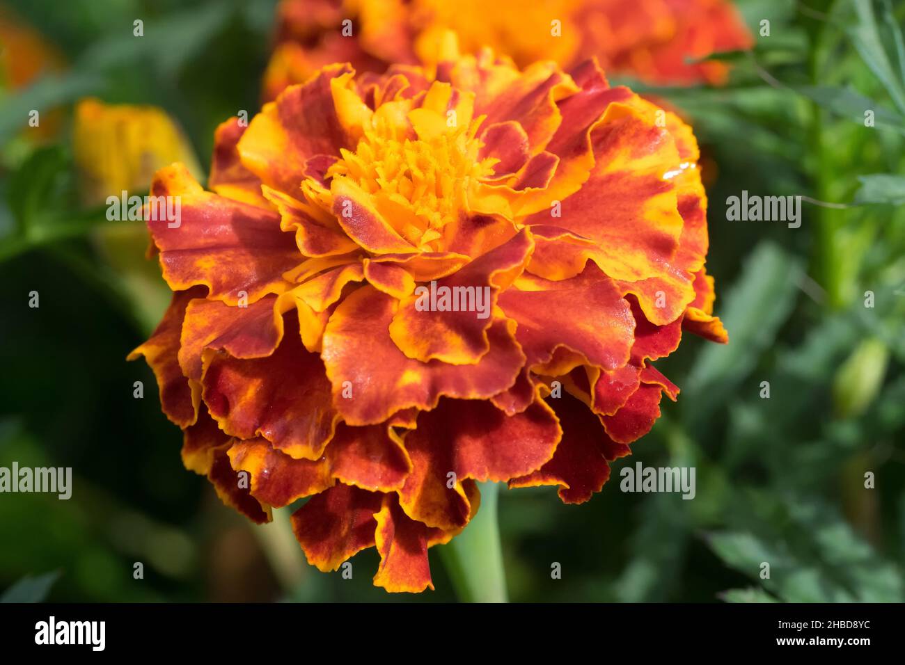 Marigold flower (Calendula officinalis) in red and yellow colors on ...