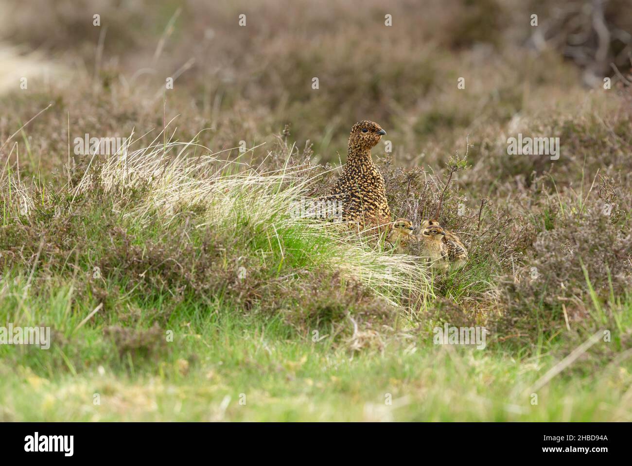 Red grouse hen with chicks hi-res stock photography and images - Alamy