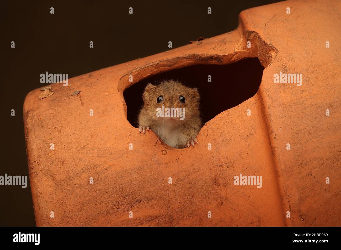 Harvest Mouse taken at Wild Arena Studios, Knowsley Safari Park Stock ...