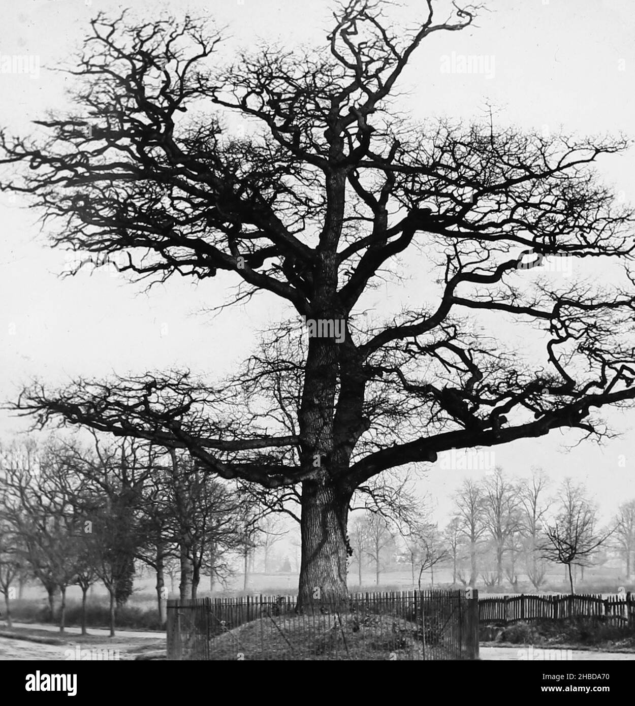 Midland oak hi-res stock photography and images - Alamy