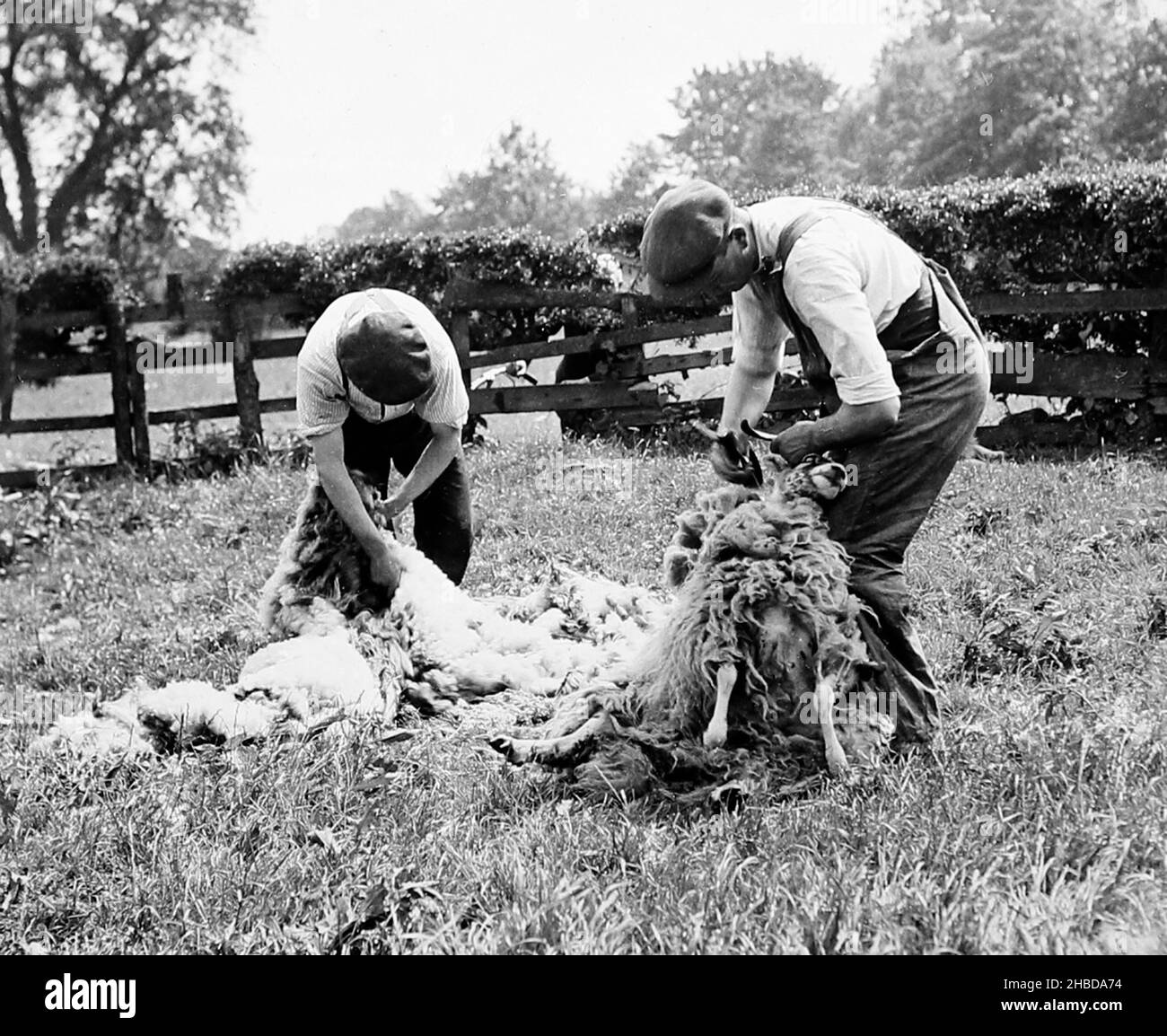 Sheep shearing, early 1900s Stock Photo - Alamy