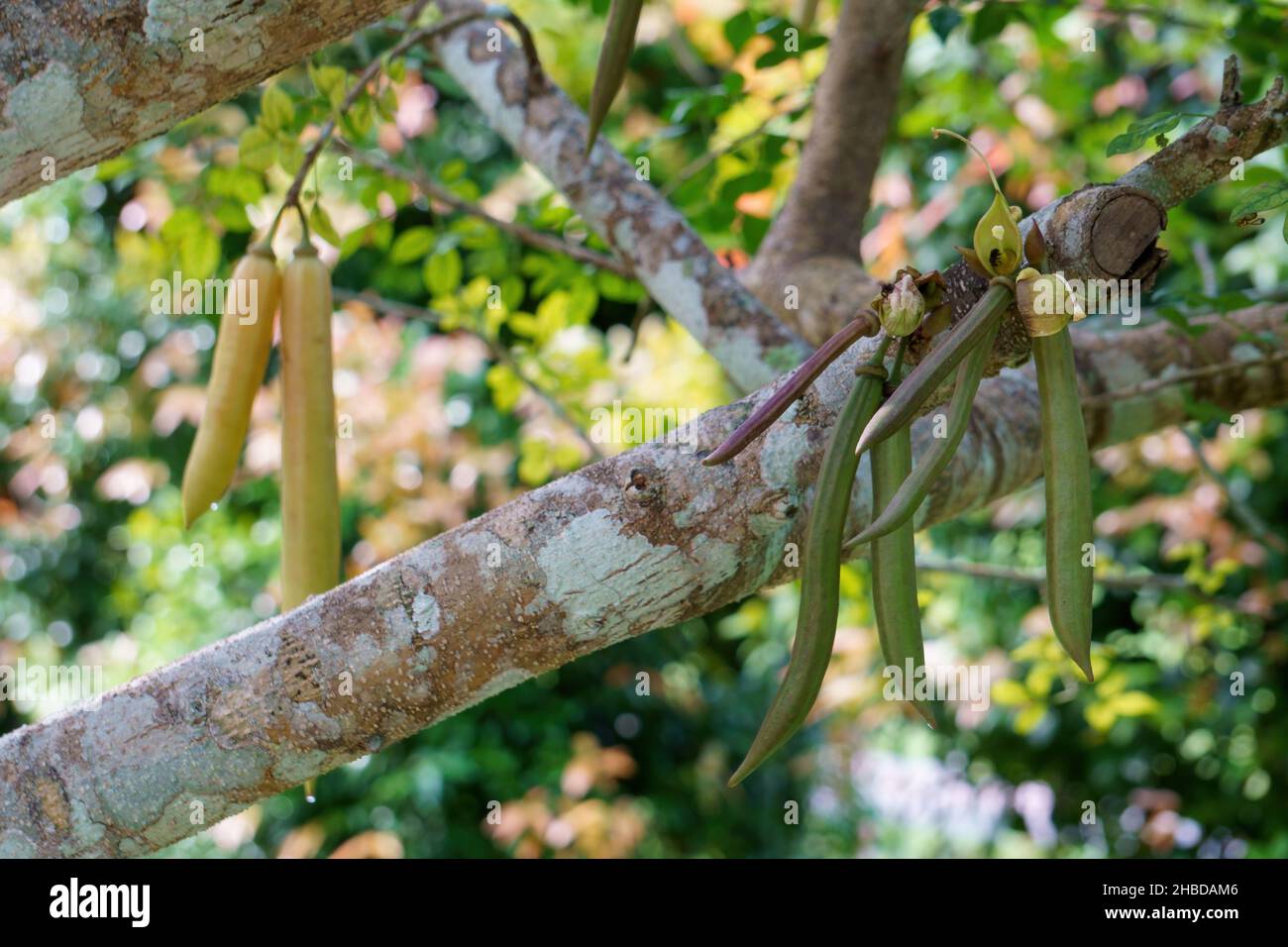 Parmentiera cereifera hi-res stock photography and images - Alamy
