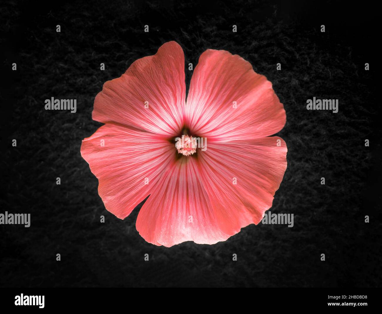 Delicate flower on black background. View above Stock Photo - Alamy