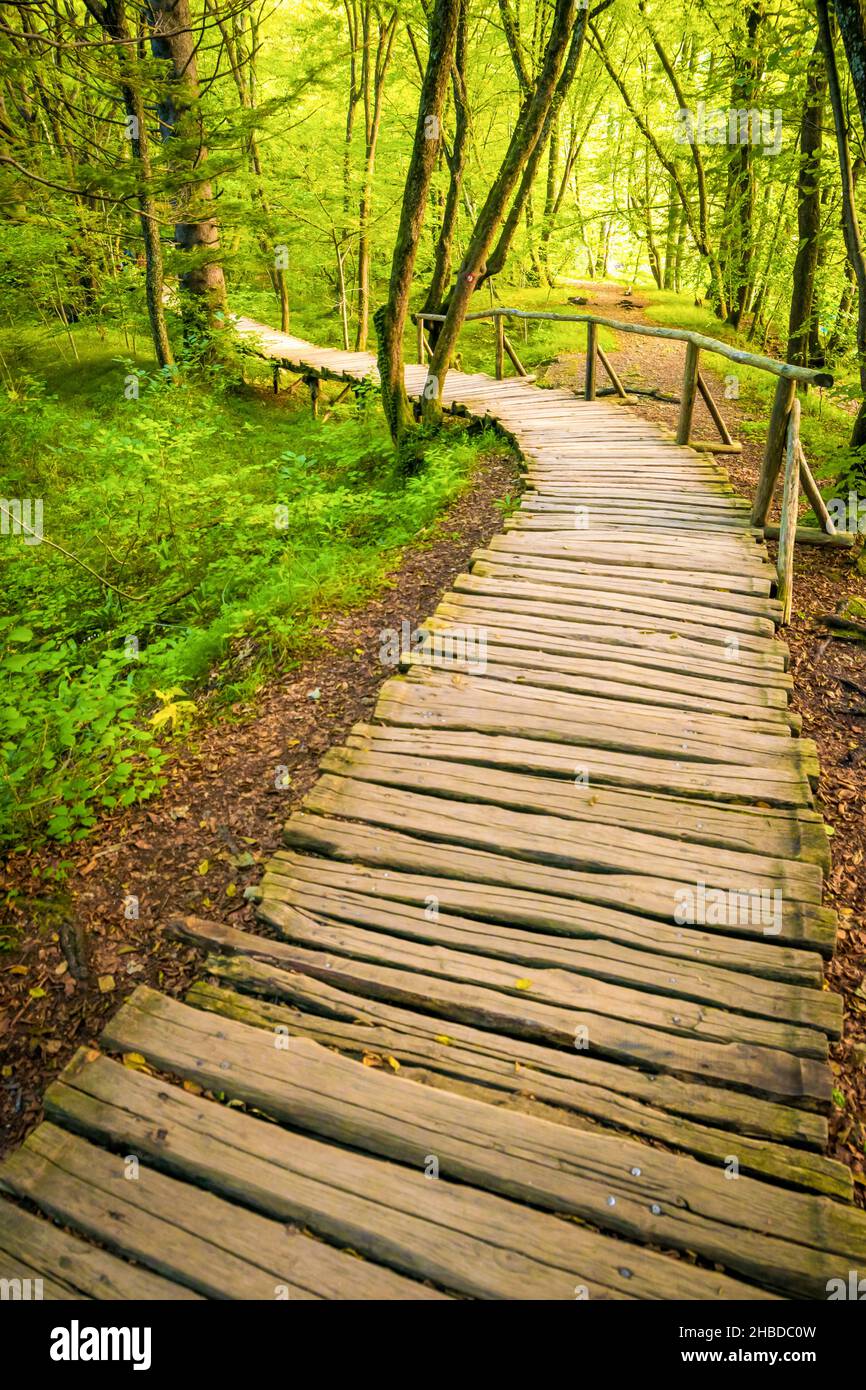 Wooden board path leading to nature with green tress and nature around ...