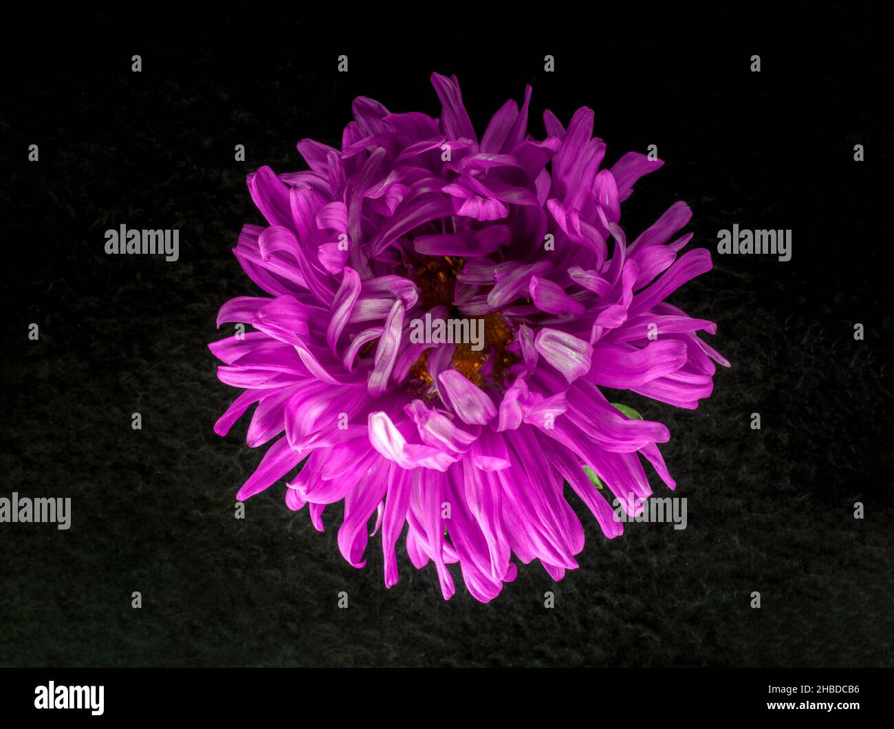Beautiful flower on a black background. View from above Stock Photo - Alamy
