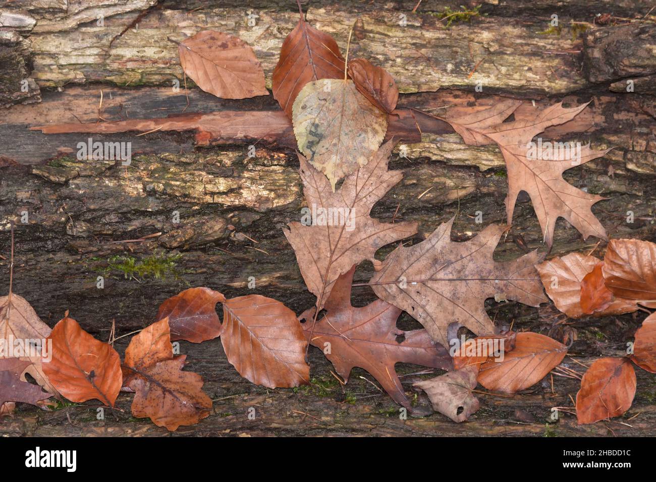 Season symbolic hi-res stock photography and images - Alamy