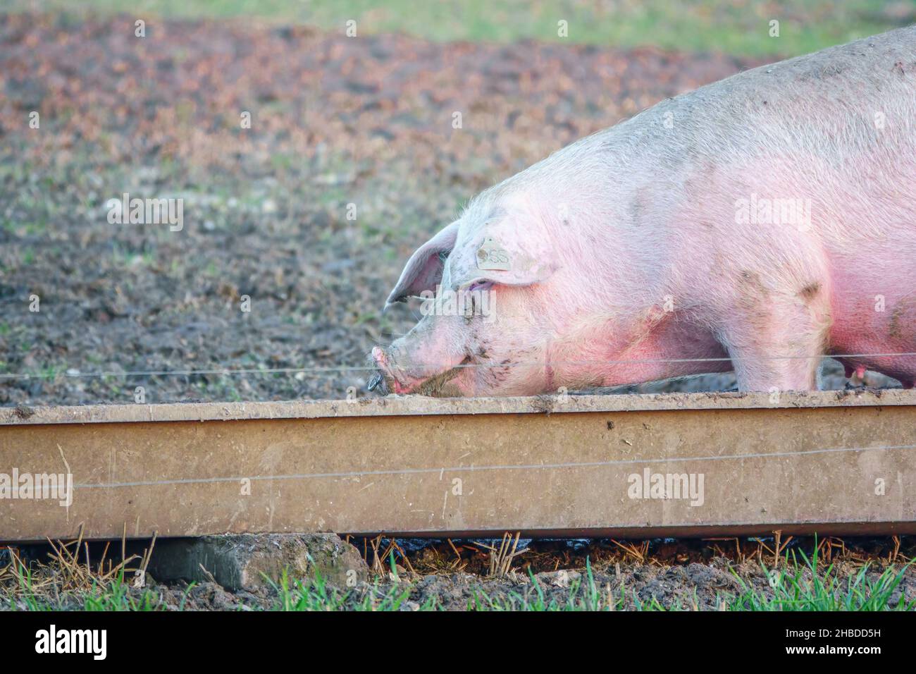 Dutch landrace sow pig in late afternoon sunset lighting, wanders about ...
