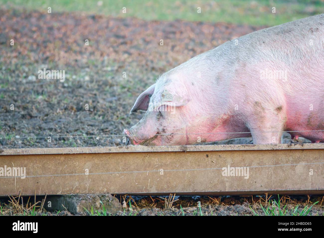 Dutch landrace sow pig in late afternoon sunset lighting, wanders about ...