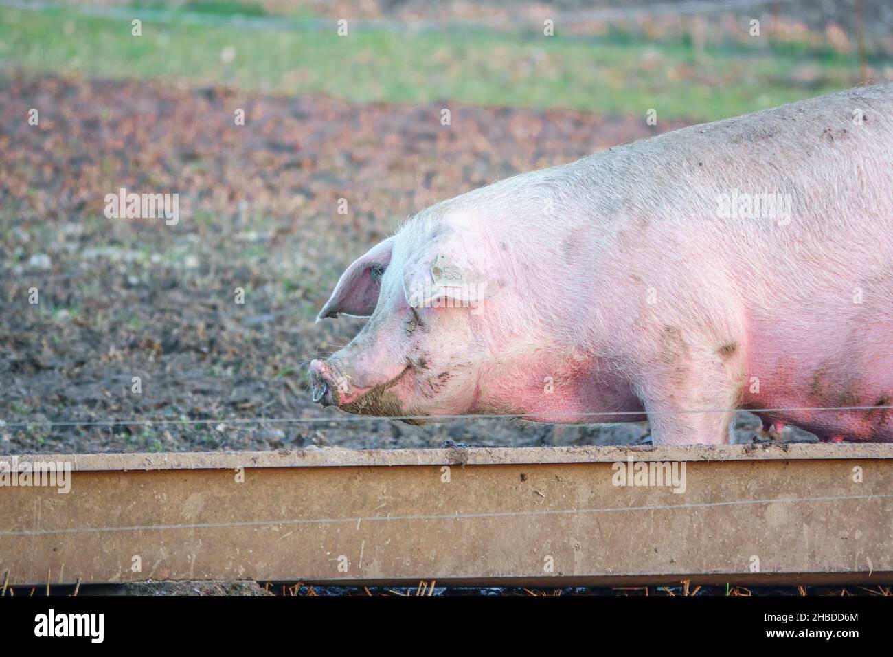 Dutch landrace sow pig in late afternoon sunset lighting, wanders about ...