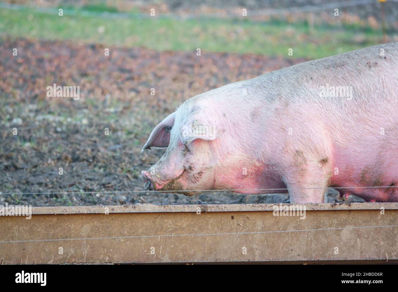 Dutch landrace sow pig in late afternoon sunset lighting, wanders about ...