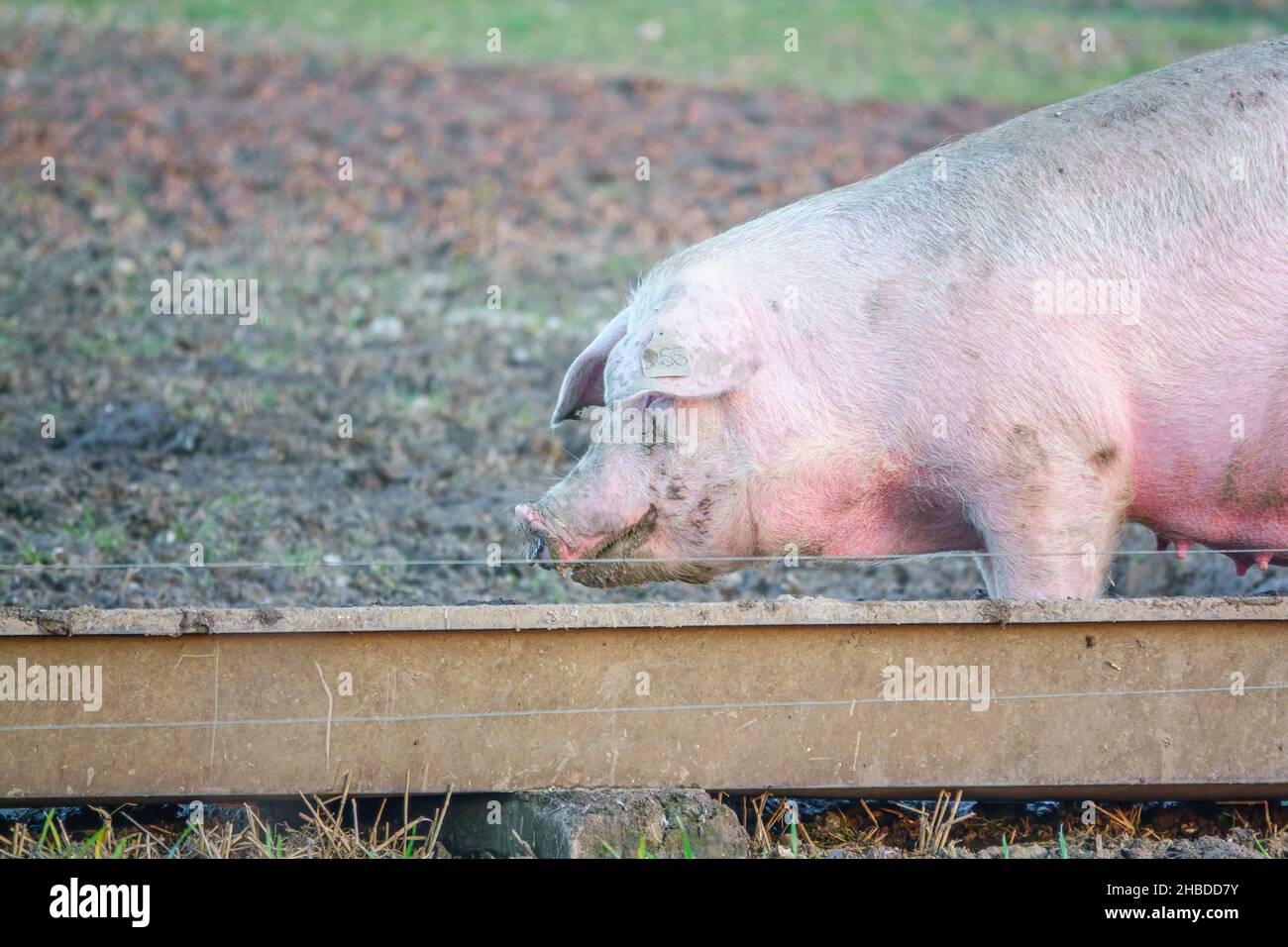 Dutch landrace sow pig in late afternoon sunset lighting, wanders about ...