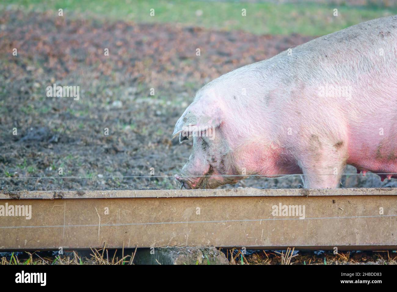 Dutch landrace sow pig in late afternoon sunset lighting, wanders about ...