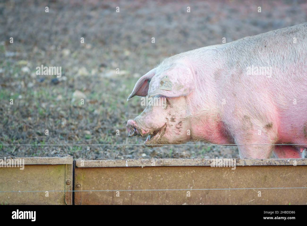 Dutch landrace sow pig in late afternoon sunset lighting, wanders about ...