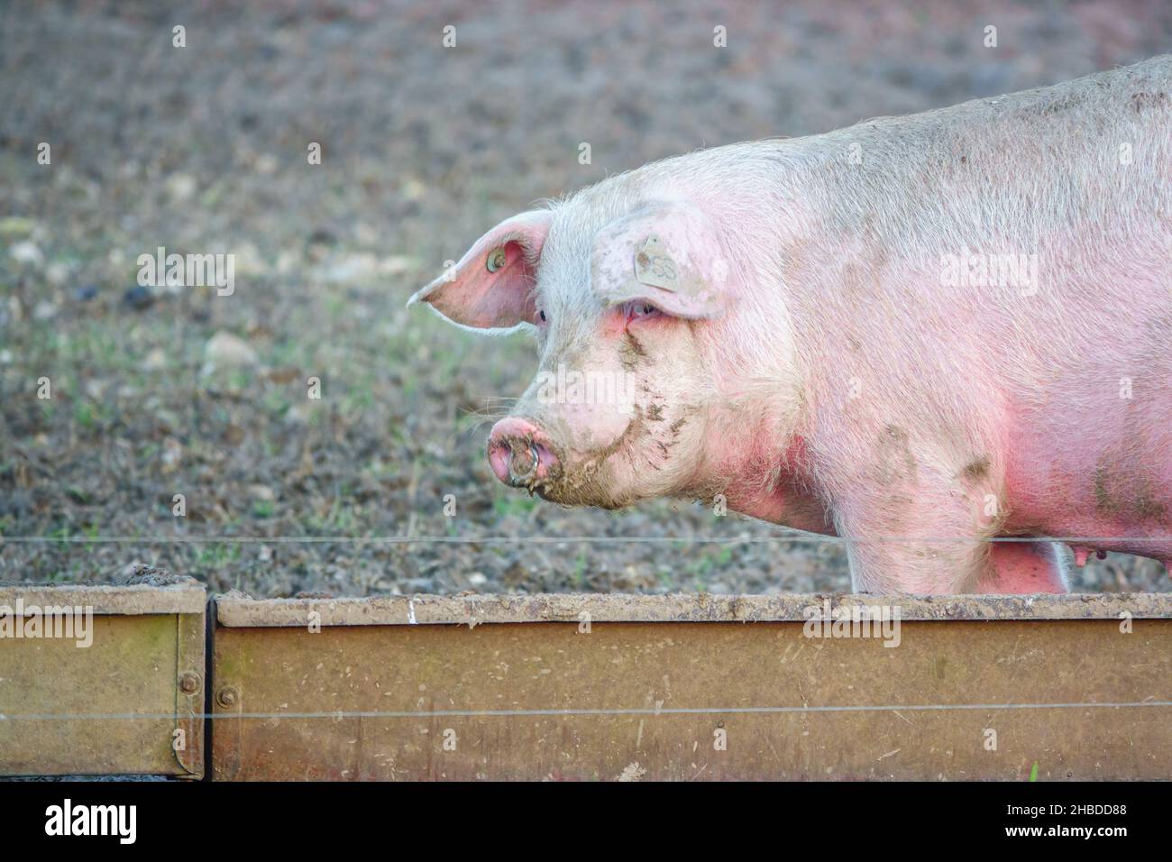 Dutch landrace sow pig in late afternoon sunset lighting, wanders about ...