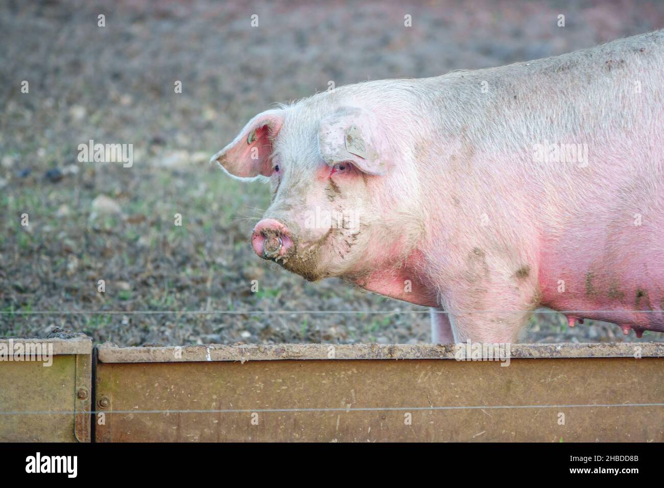 Dutch landrace sow pig in late afternoon sunset lighting, wanders about ...
