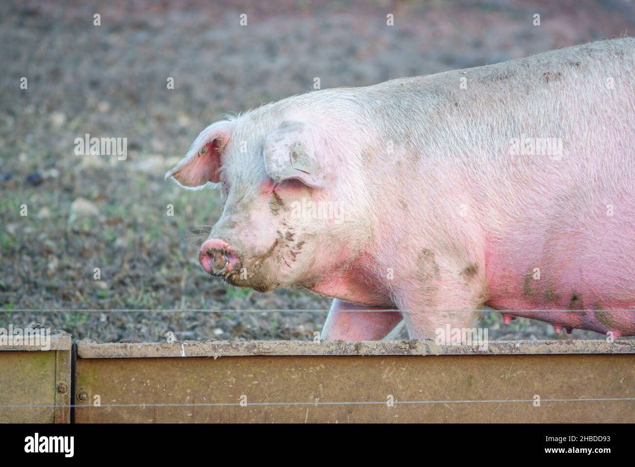 Dutch landrace sow pig in late afternoon sunset lighting, wanders about ...