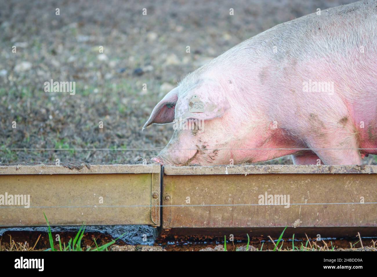 Dutch landrace sow pig in late afternoon sunset lighting, wanders about ...