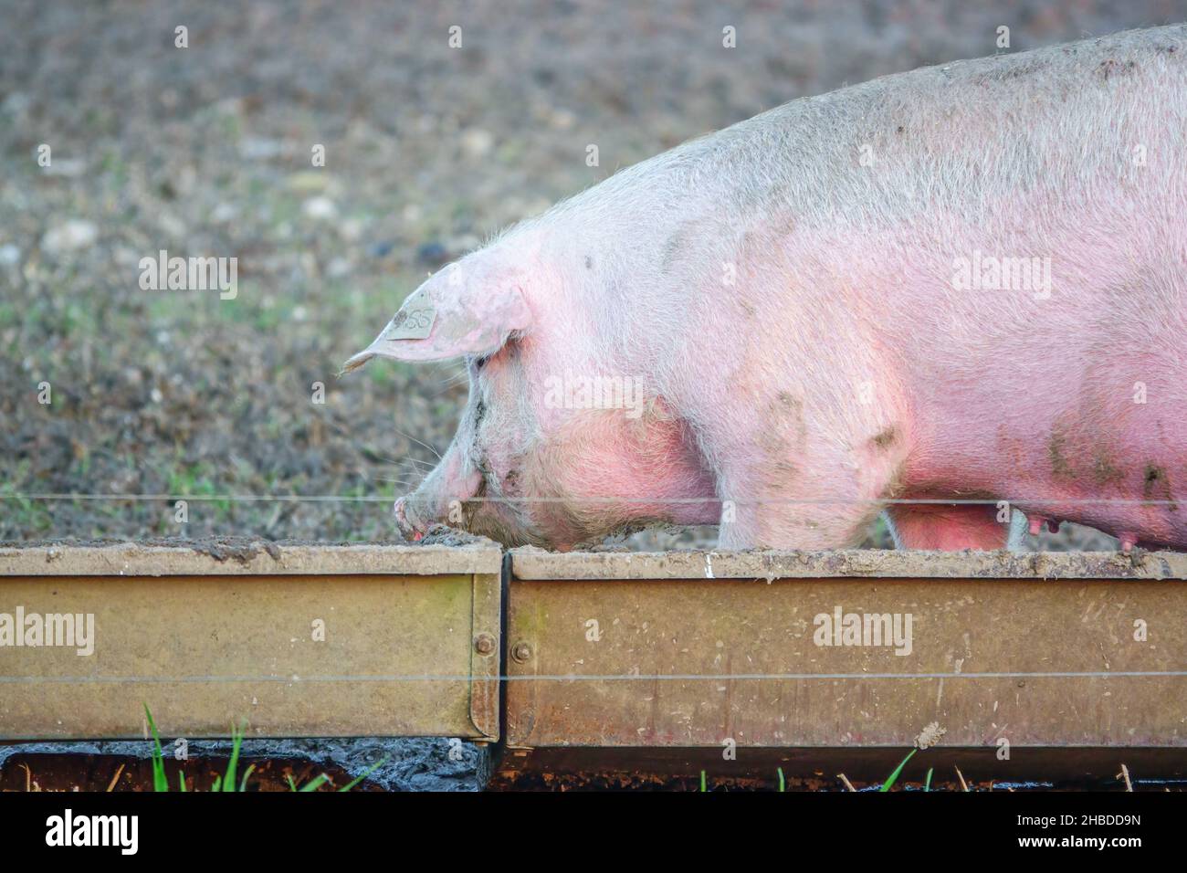 Dutch landrace sow pig in late afternoon sunset lighting, wanders about ...