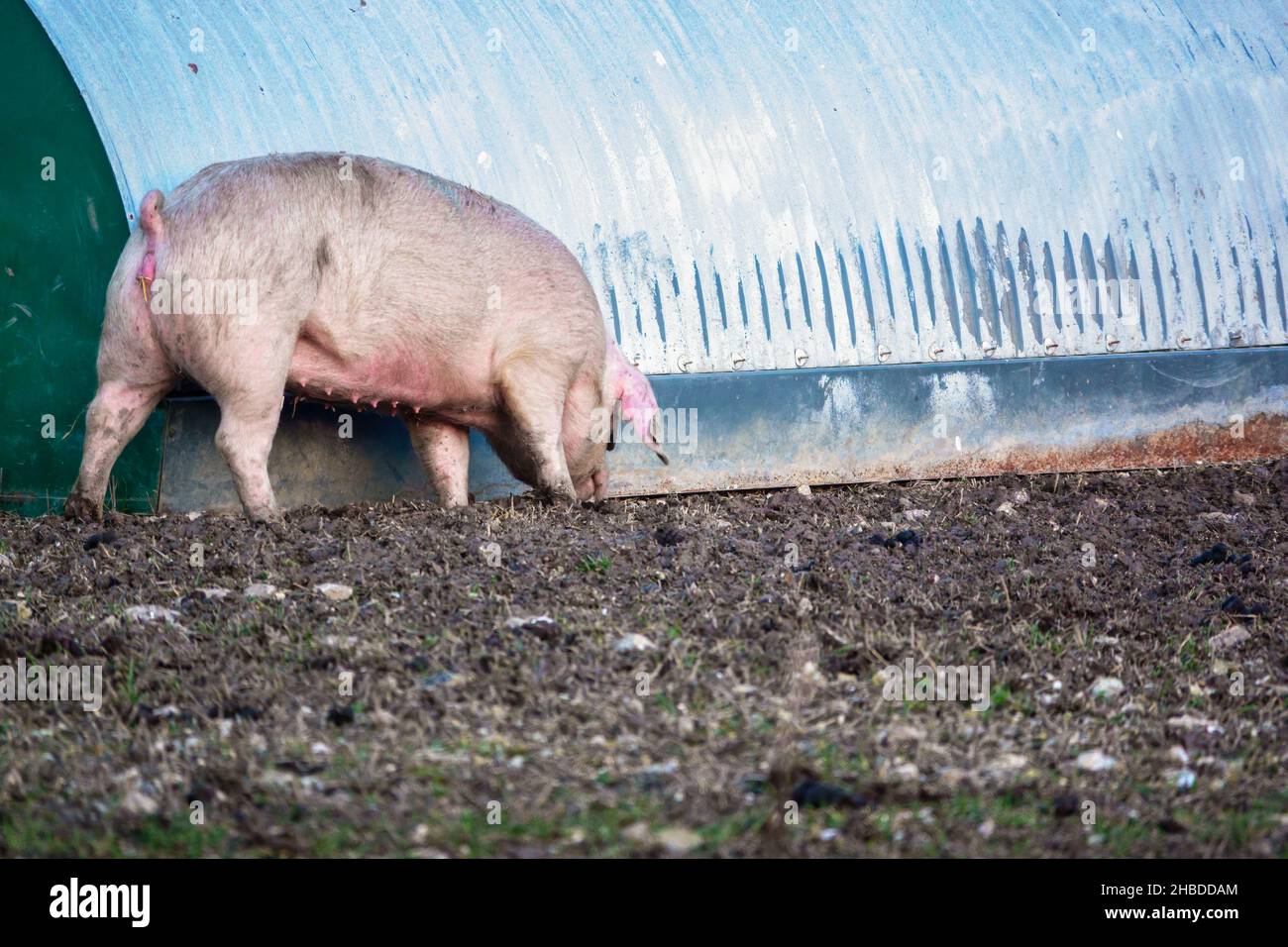 Dutch landrace sow pig in late afternoon sunset lighting, wanders about ...
