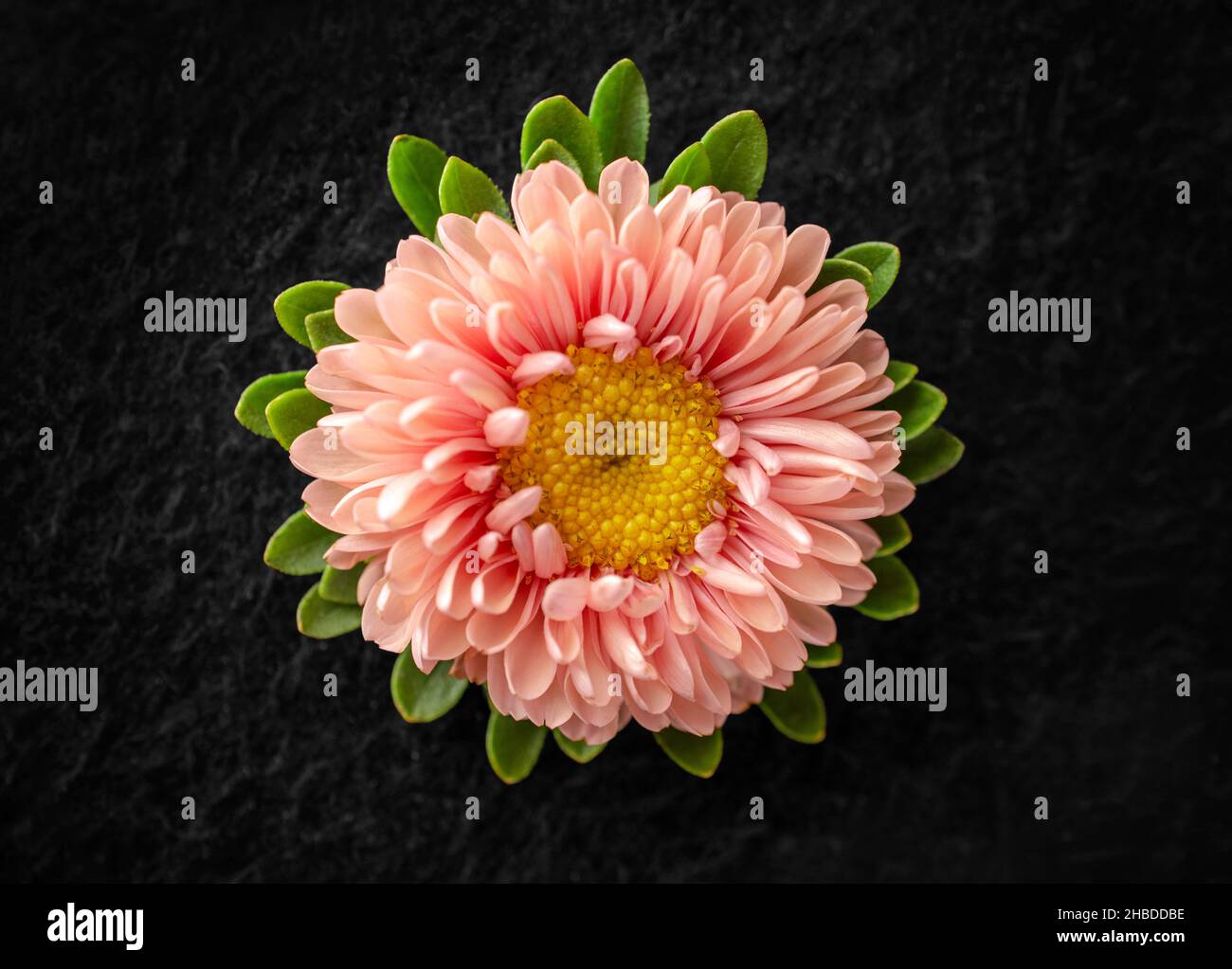 One flower on black background. View above Stock Photo - Alamy