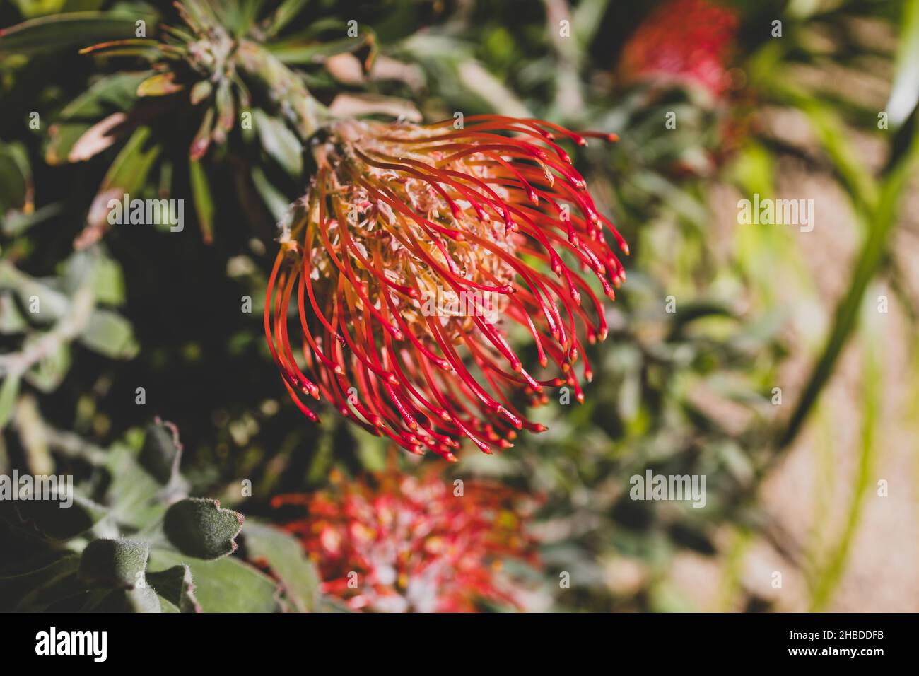 native Australian red protea plant outdoor in beautiful tropical ...