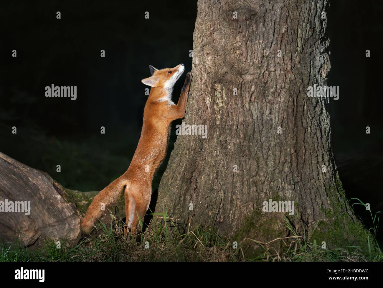 Close up of a Red fox (Vulpes vulpes) cub looking up a tree in the ...