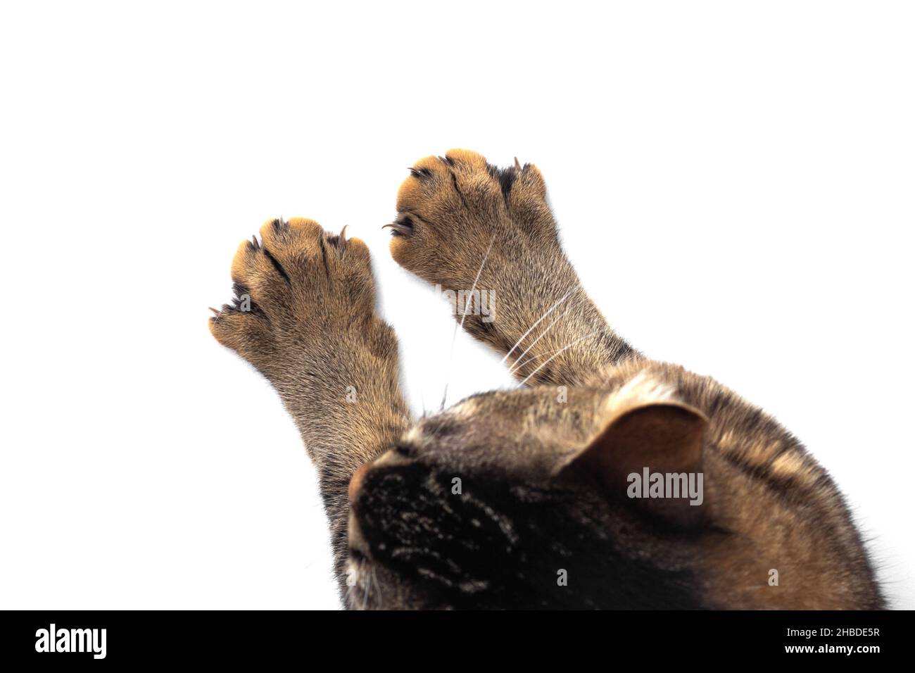 Top view of cat paw and head isolated on white background Stock Photo ...
