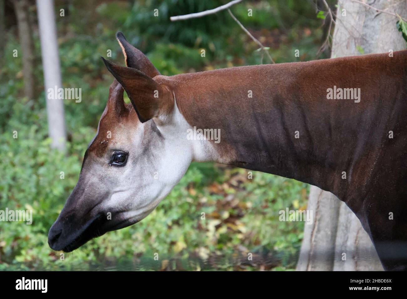 Okapi Face