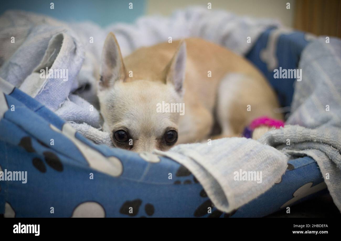 A closeup of a chihuahua laying Stock Photo - Alamy