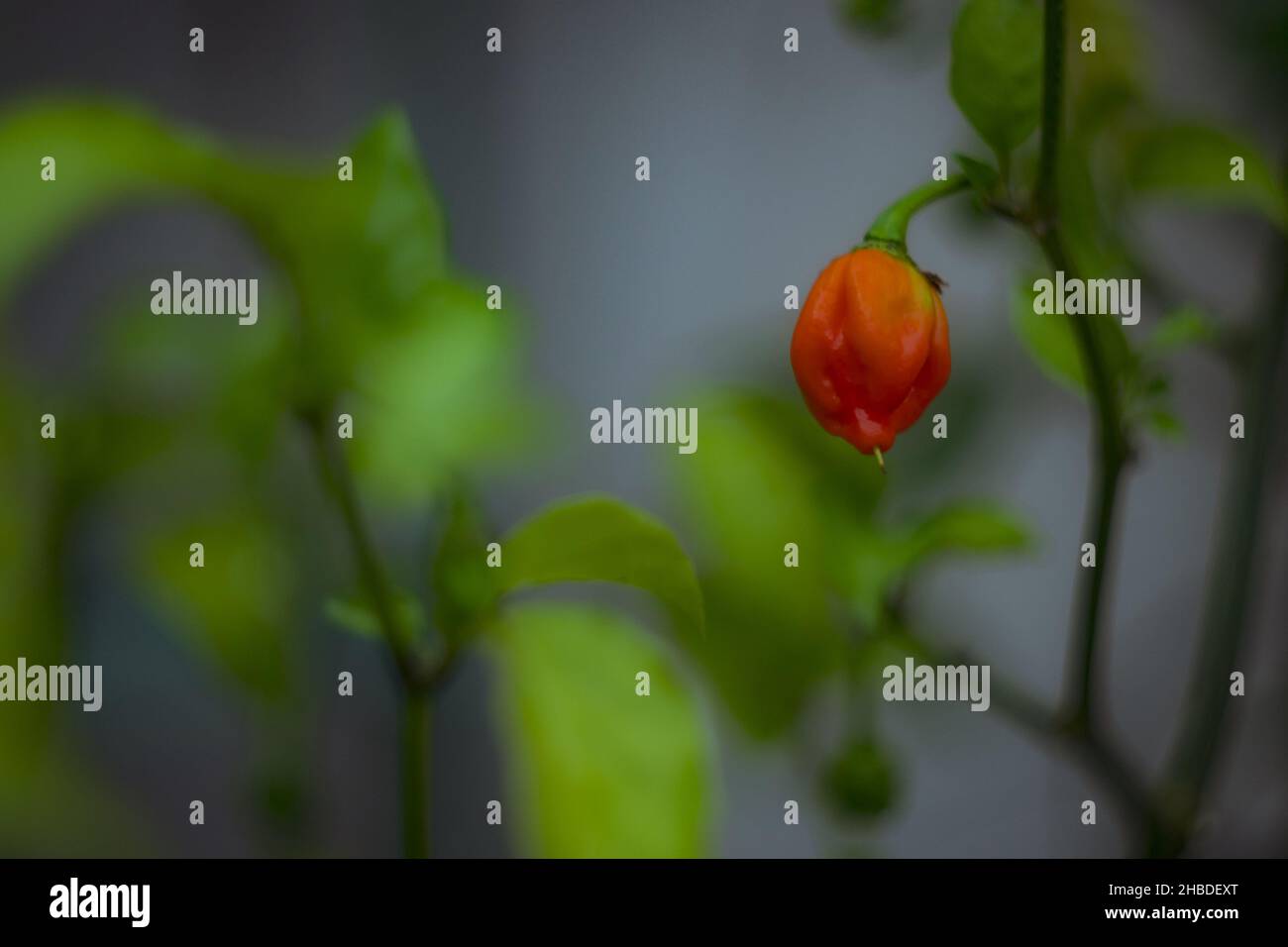 Carolina reaper plant hi-res stock photography and images - Alamy