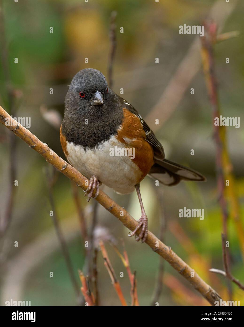 Spotted towhee female hi-res stock photography and images - Alamy