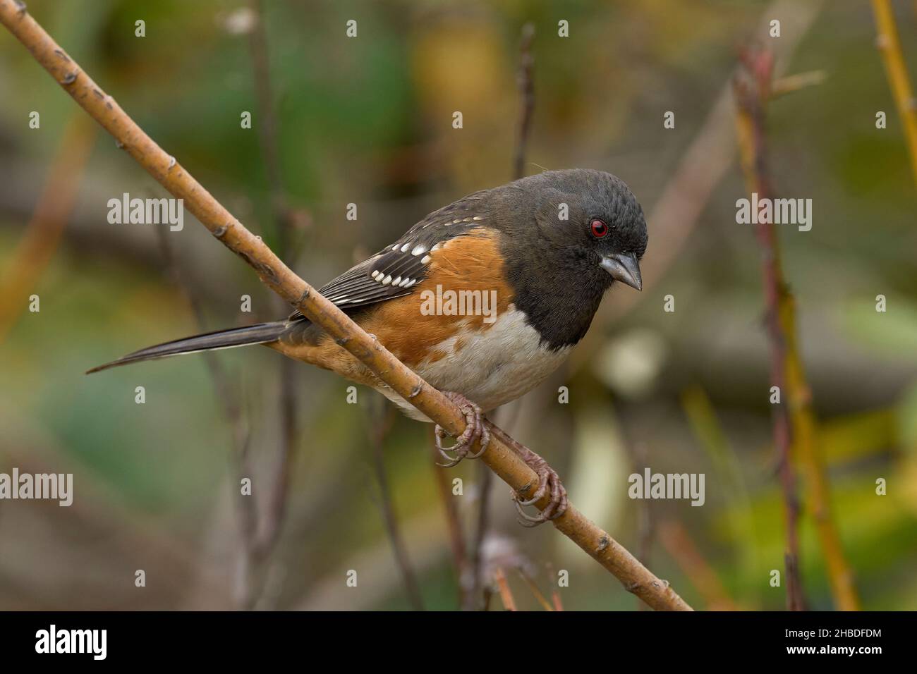 Spotted towhee female hi-res stock photography and images - Alamy
