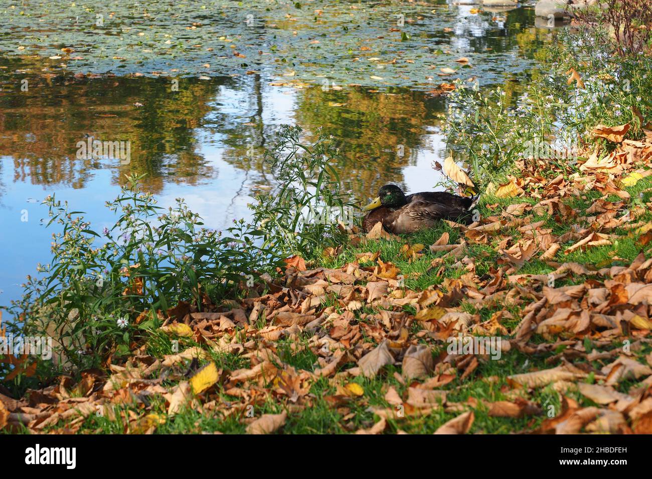 A male mallard duck on the lakeshore with autumn foliage Stock Photo ...