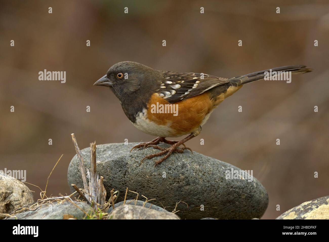 Spotted towhee female hi-res stock photography and images - Alamy
