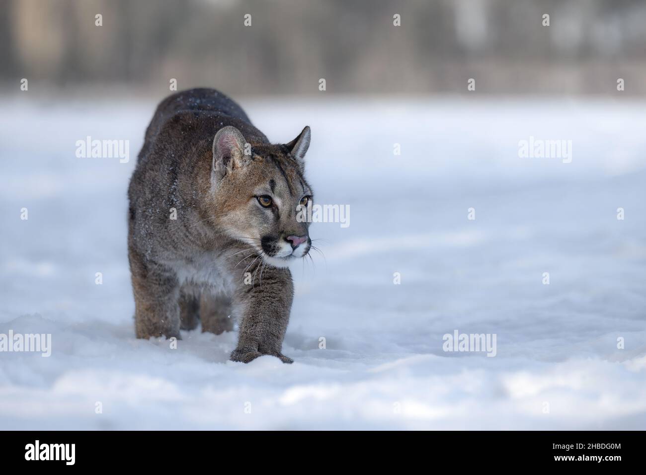 Male puma hi-res stock photography and images - Alamy