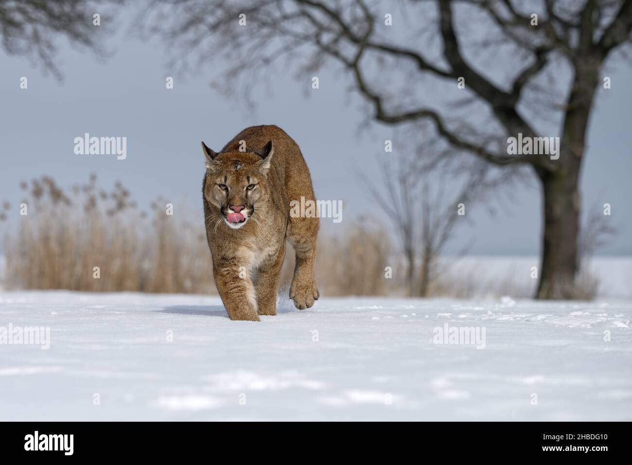 Male puma hi-res stock photography and images - Alamy